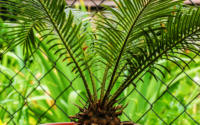 Palmfarn (Cycas revoluta). Pflege, Vermehrung und Standort