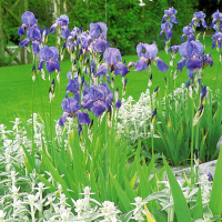 Bartiris, eine elegante Irisart, große Sortenfülle