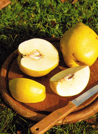 Quitte, aromatische Apfel - oder birnenförmige Früchte